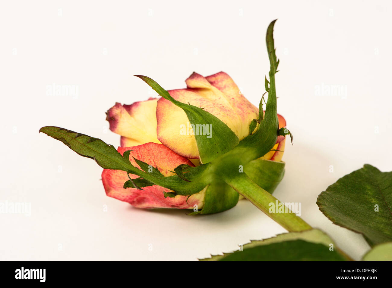 Yellow and pink rose photographed from behind on white Stock Photo - Alamy