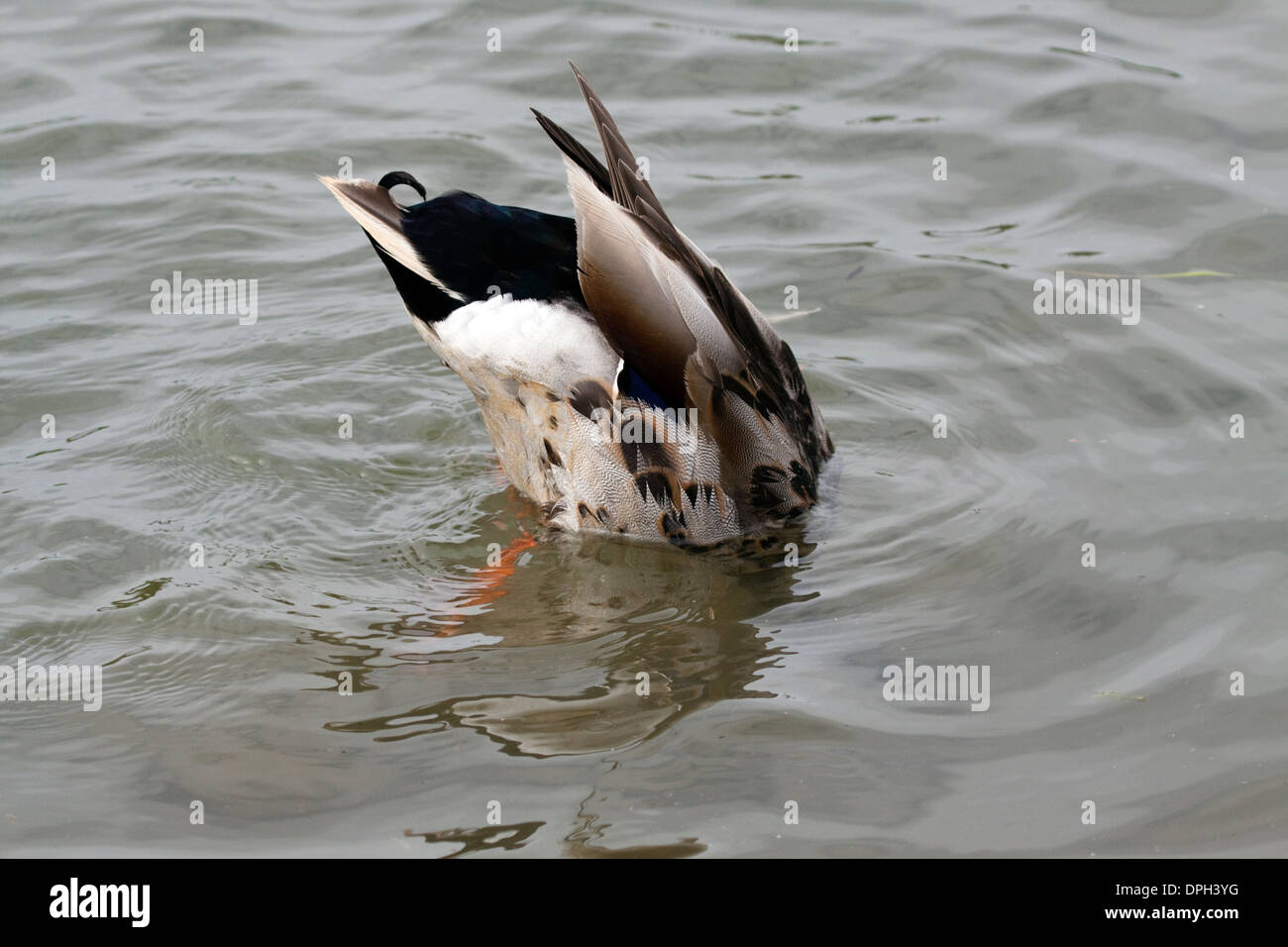 A mallard duck searching for food in a pond Stock Photo - Alamy