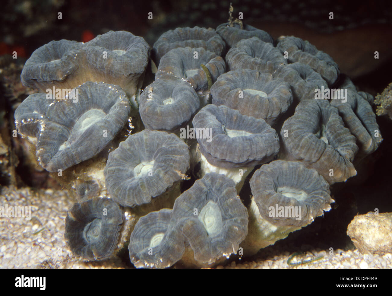 Caulastrea furcata hi-res stock photography and images - Alamy