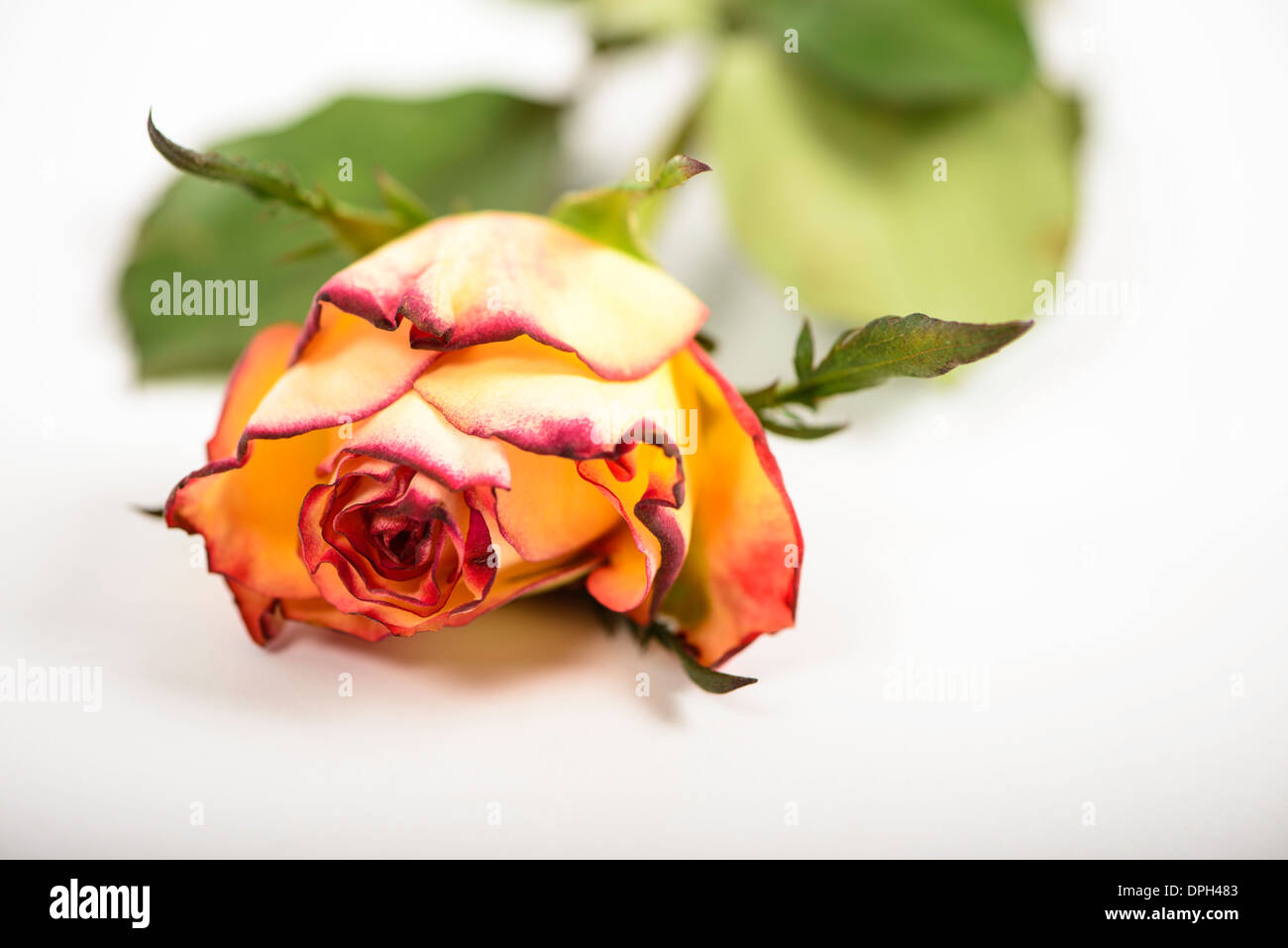 Yellow rose with pink edges hi-res stock photography and images - Alamy