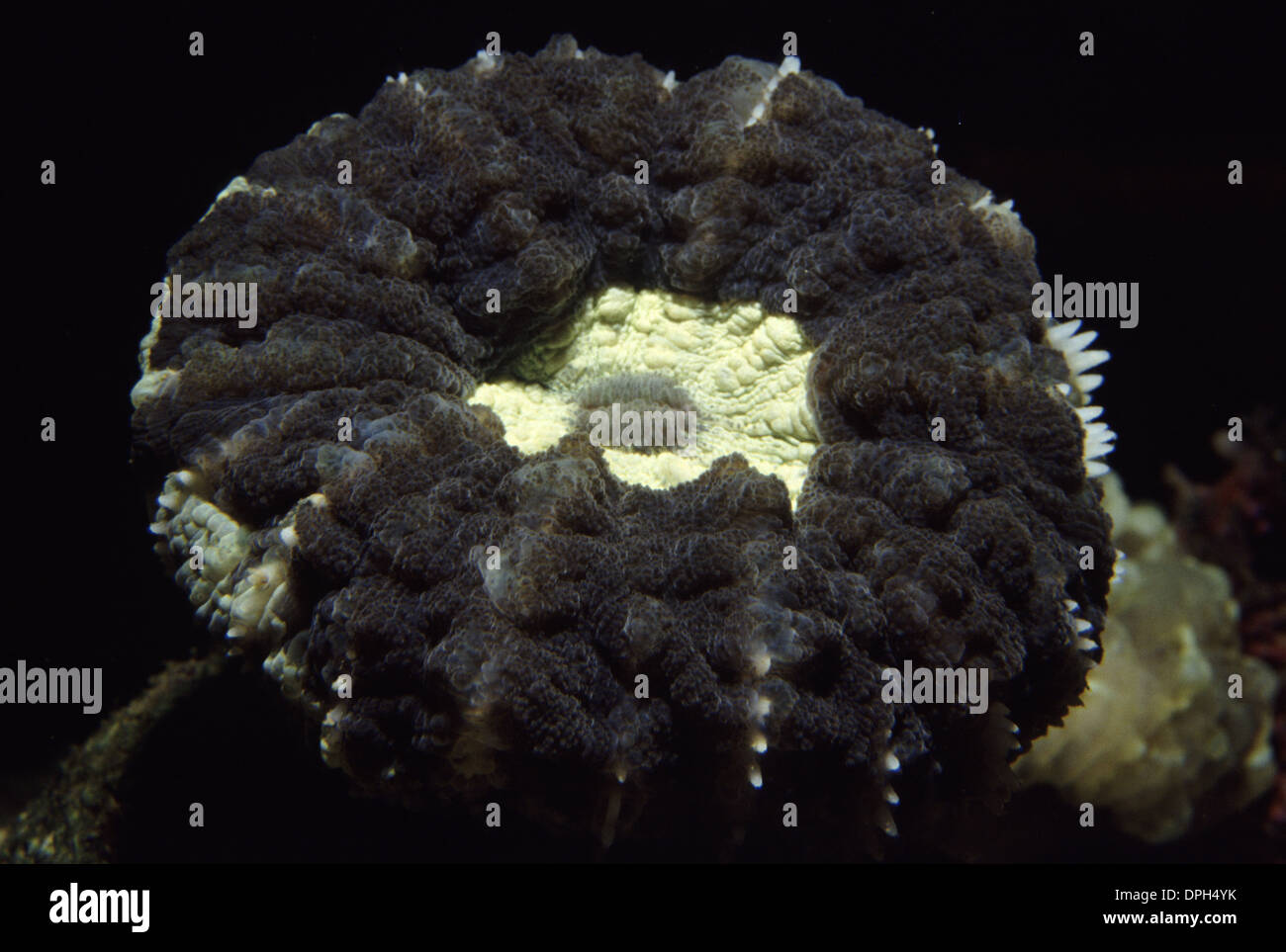 Button polyps hi-res stock photography and images - Alamy