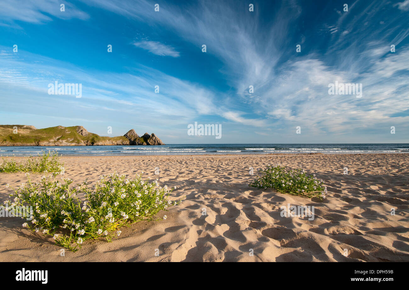Three cliffs bay gower hi-res stock photography and images - Alamy