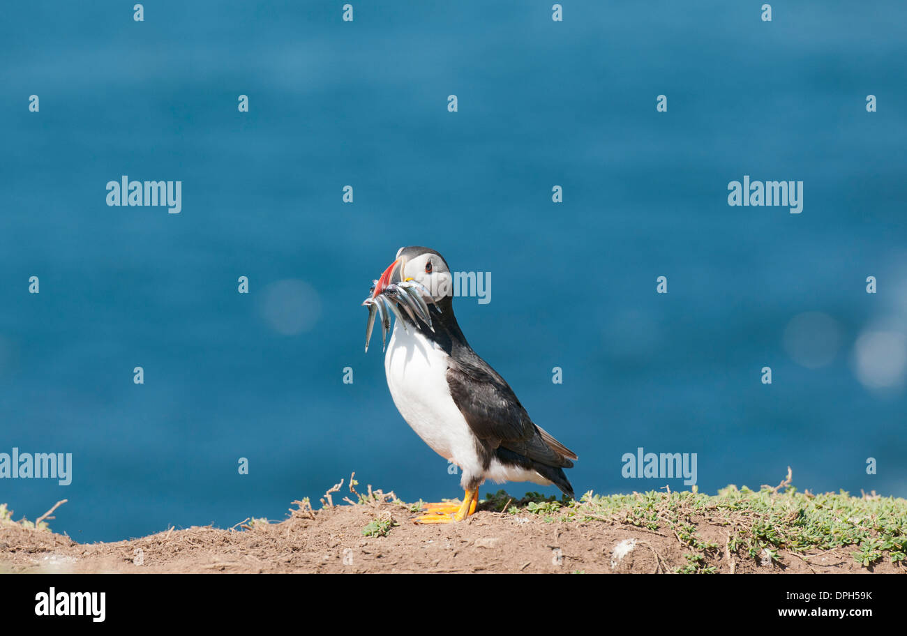 Puffling season hi-res stock photography and images - Alamy