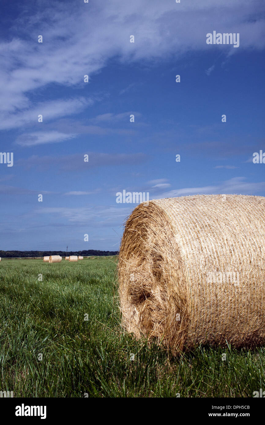 One large round straw bale in near distance with others further away ...