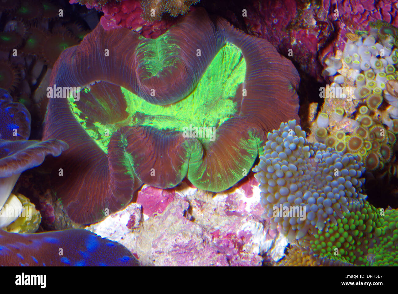 Folded brain hi-res stock photography and images - Alamy