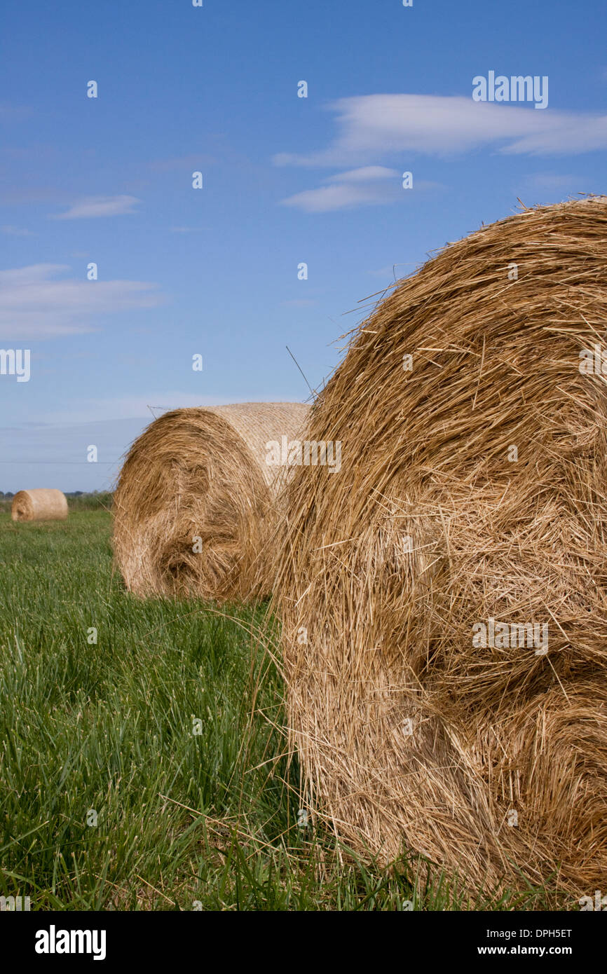 Several round straw bales Stock Photo - Alamy