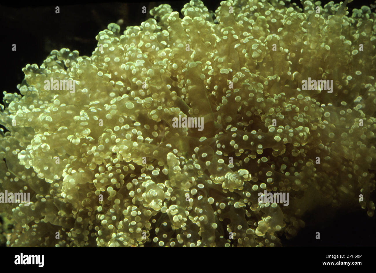 Branching frogspawn coral (Euphyllia paradivisa Stock Photo - Alamy