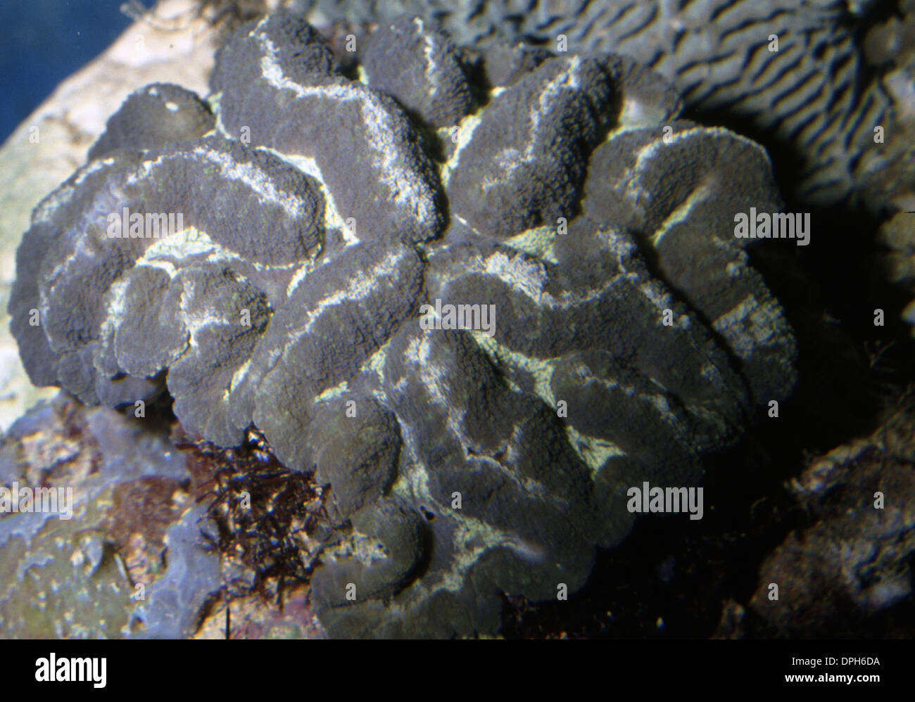 Symphyllia hi-res stock photography and images - Alamy