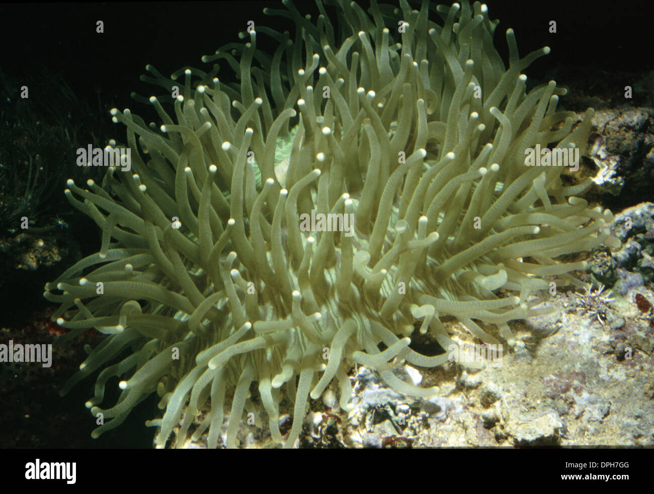 Anemone mushroom coral heliofungia hi-res stock photography and images ...