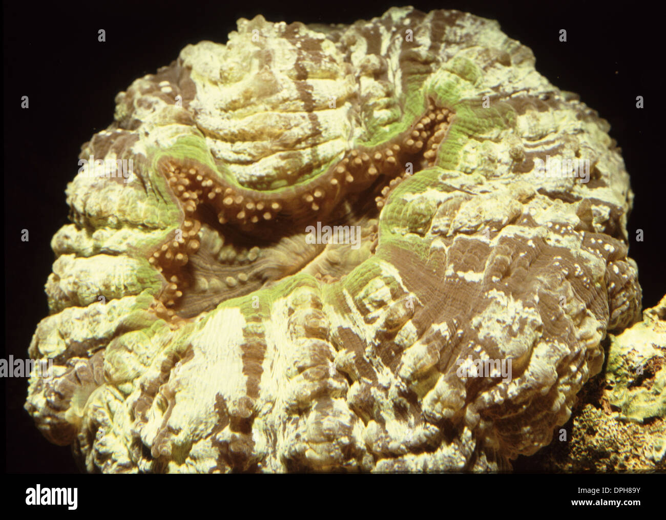 Button or Meat coral (Acanthophyllia deshayesiana Stock Photo - Alamy