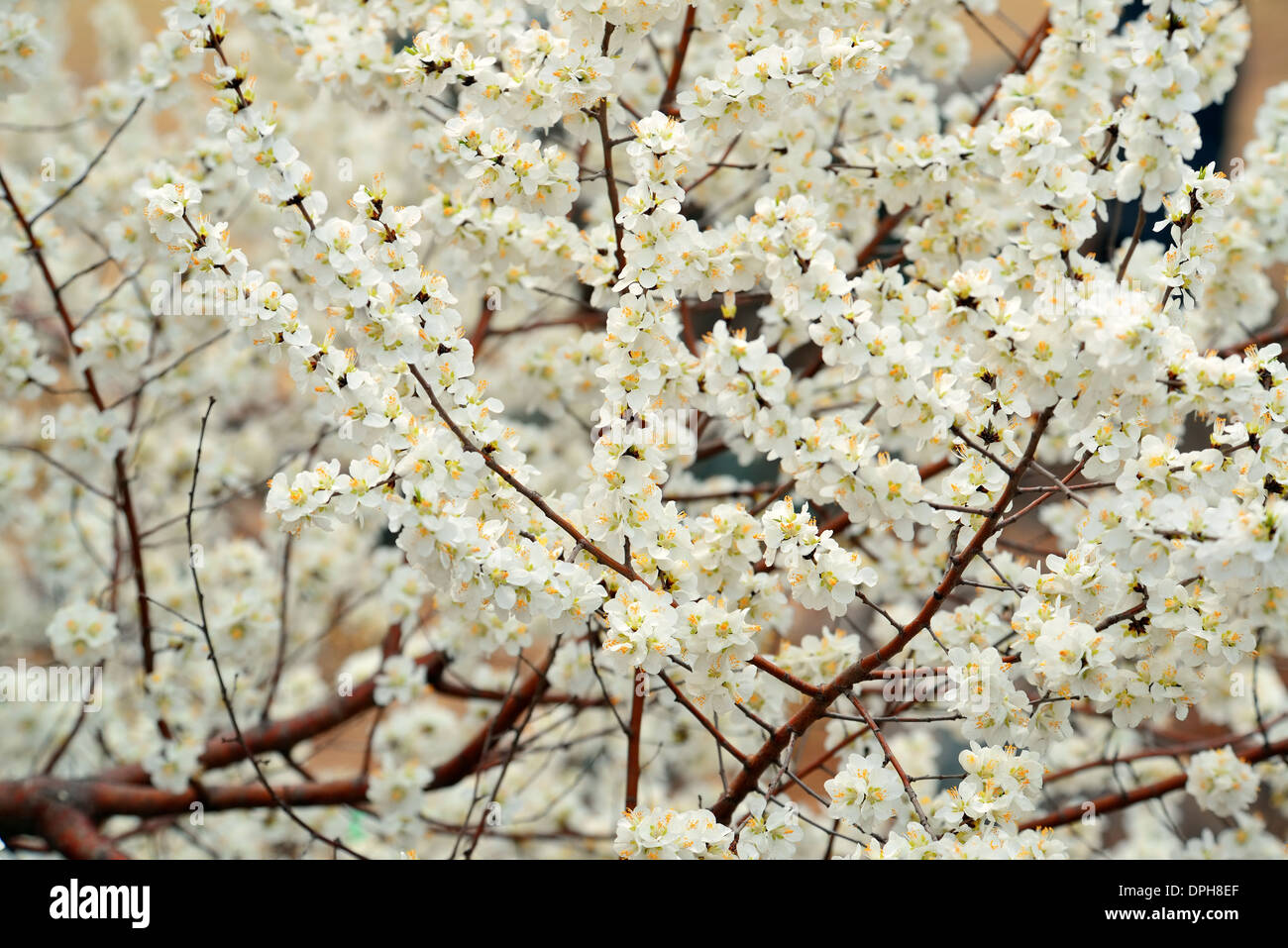 Beihai Park cherry blossom background in Beijing Stock Photo - Alamy