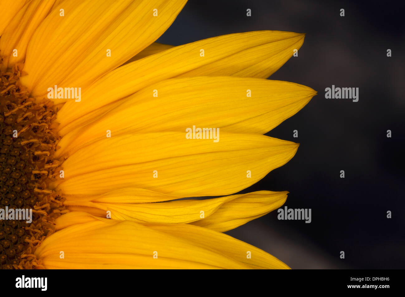 Half a yellow sunflower hi-res stock photography and images - Alamy