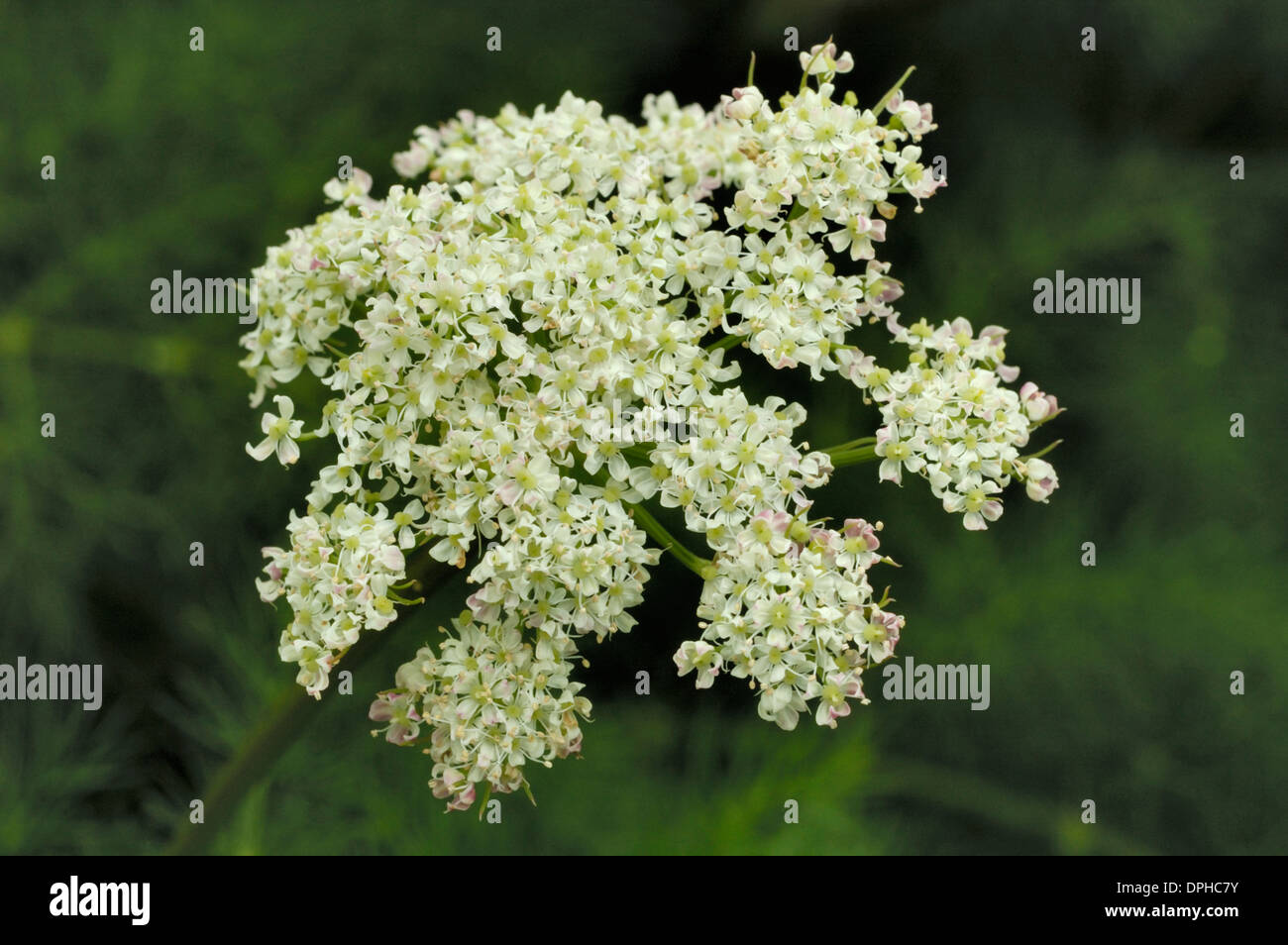 Spignel hi-res stock photography and images - Alamy