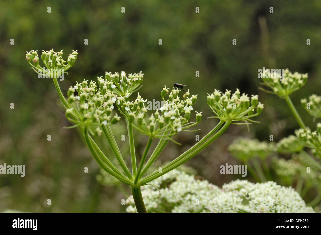 Spignel, meum athamanticum Stock Photo - Alamy