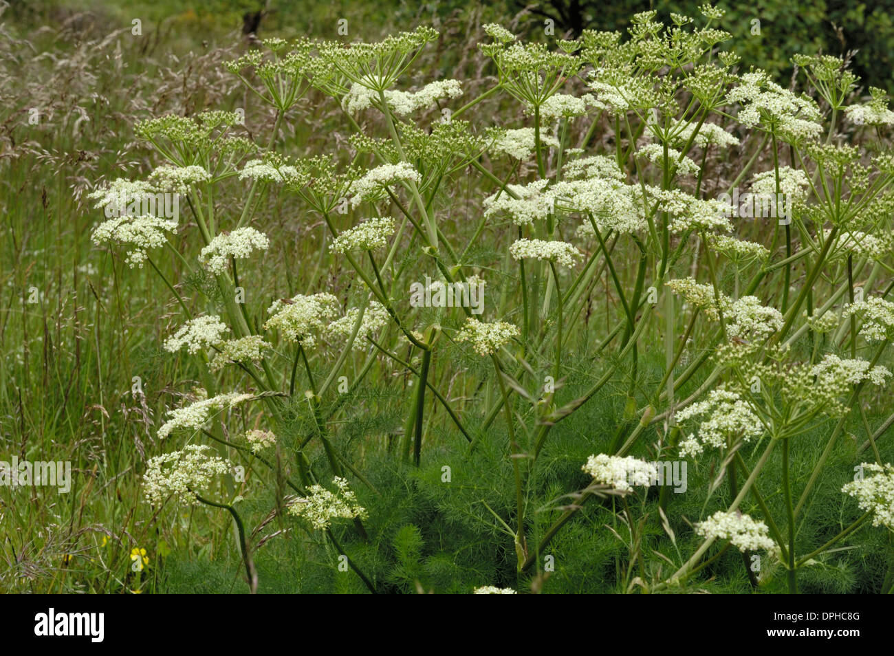 Meu hi-res stock photography and images - Alamy