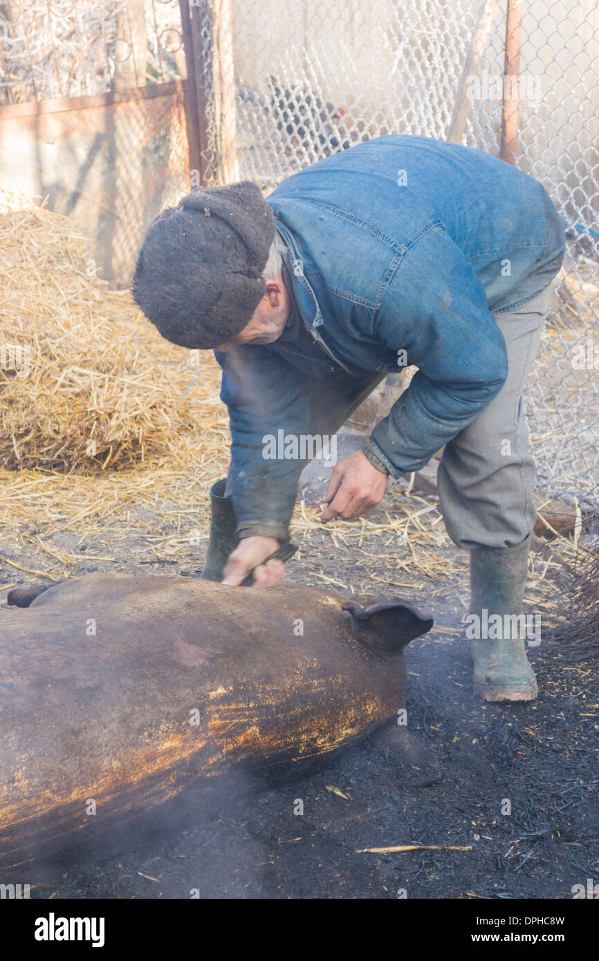 Traditional way of killing a pig in rural Romania - Man cleaning a ...