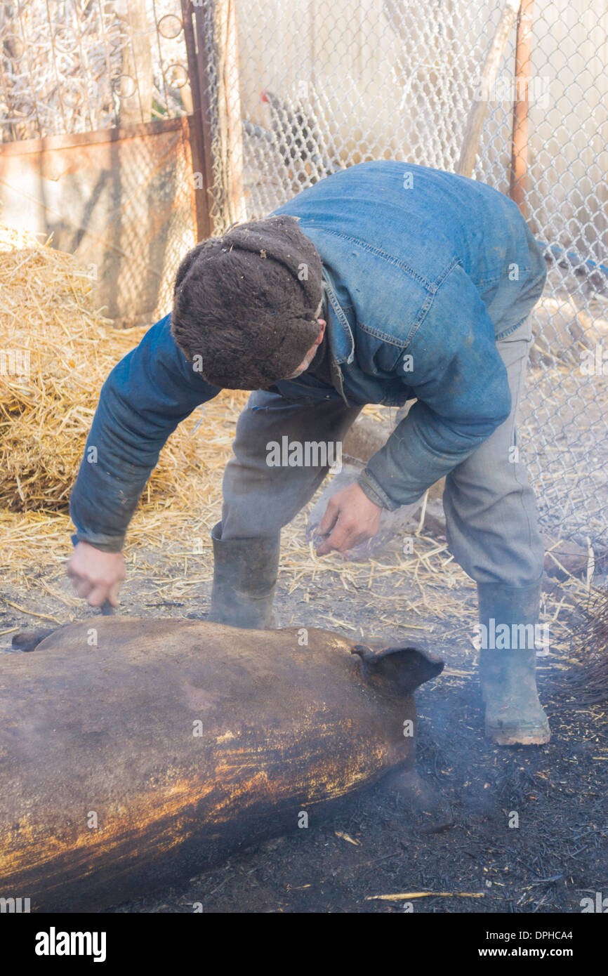 Traditional way of killing a pig in rural Romania - Man cleaning a ...