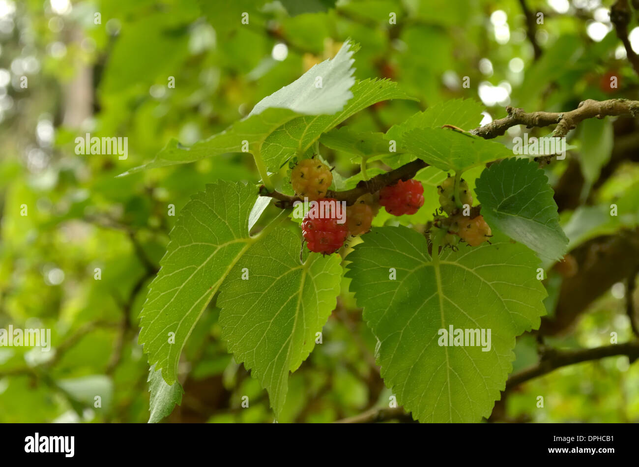 Black mulberry fruit hi-res stock photography and images - Alamy