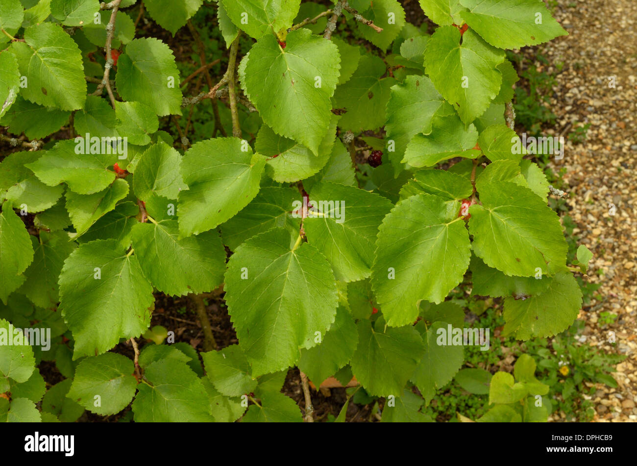 Mulberry tree leaves hi-res stock photography and images - Alamy