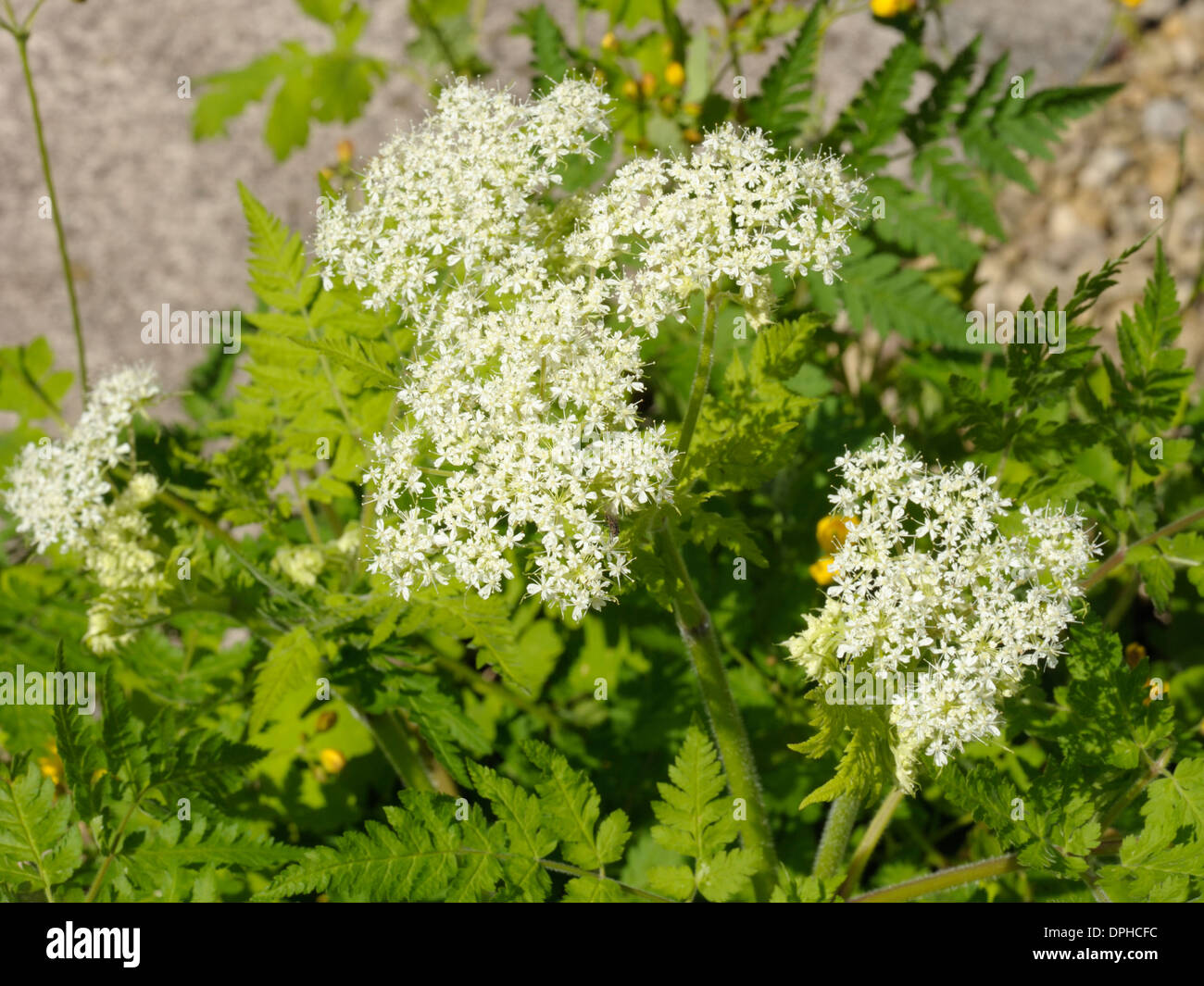 Sweet Cicely, Myrrhis odorata Stock Photo - Alamy