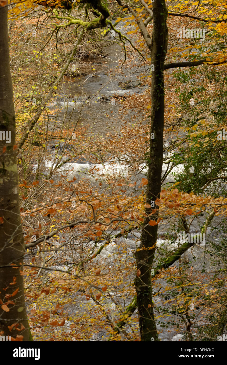 Nant Bran through Trees from Coed Dyrysiog Stock Photo - Alamy