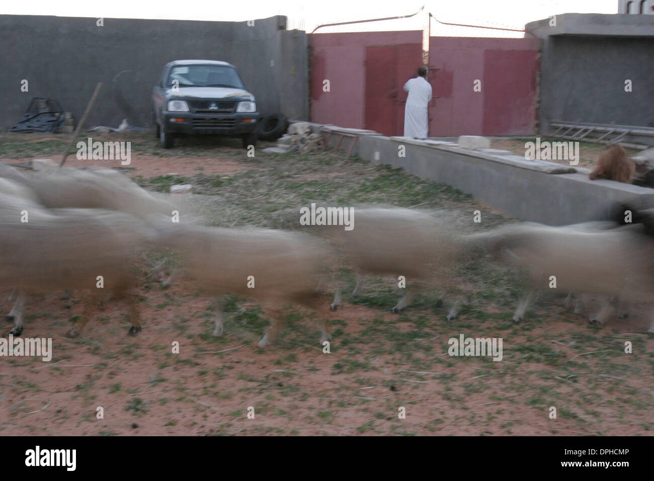 Sha sheep hi-res stock photography and images - Alamy