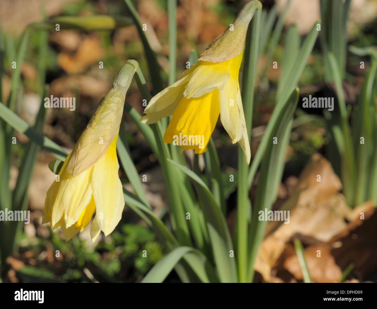 Lily daffodil hi-res stock photography and images - Alamy
