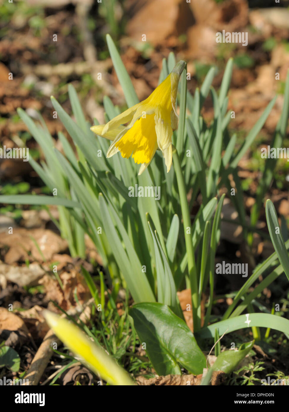 Lily daffodil hi-res stock photography and images - Alamy
