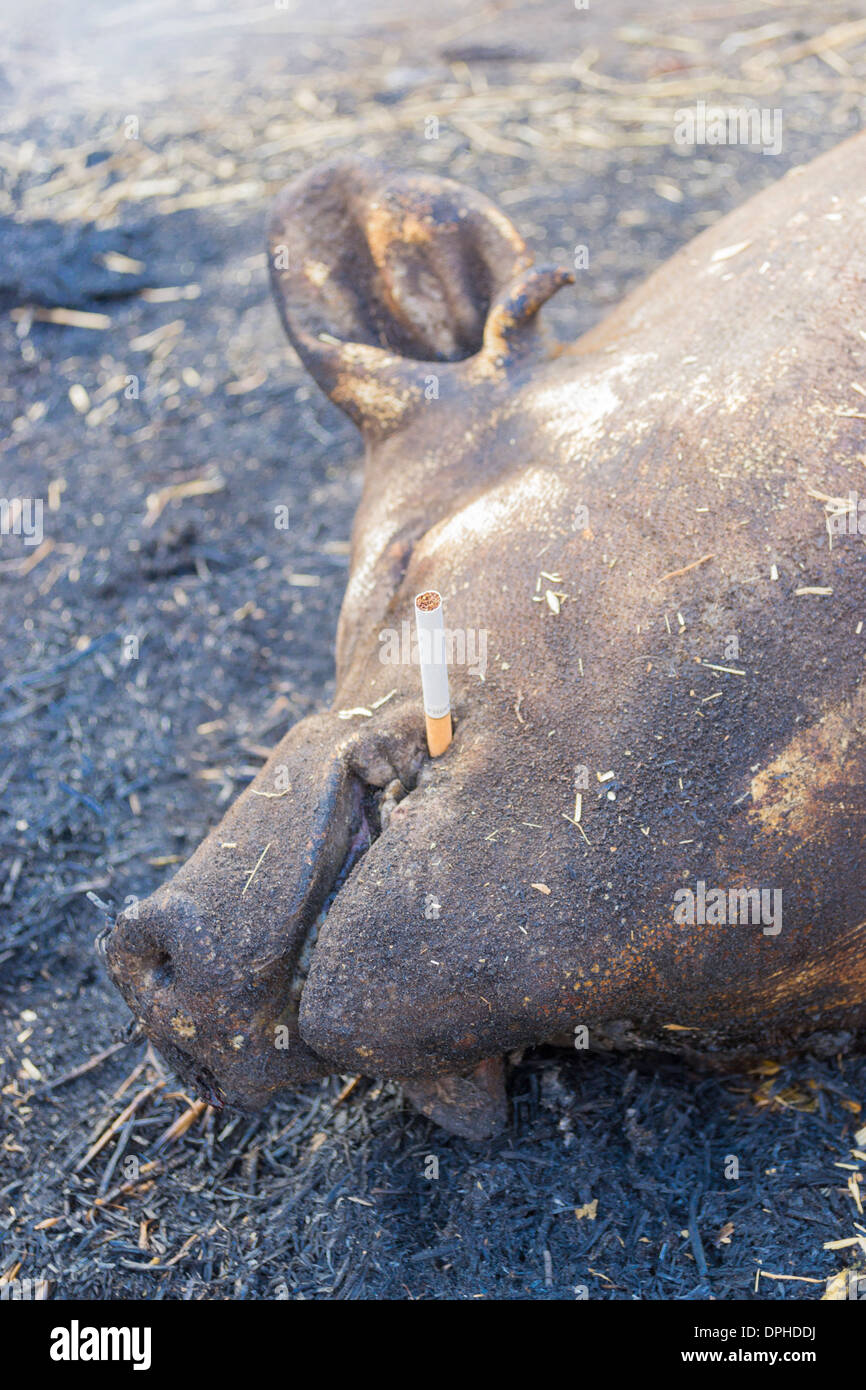 Traditional way of killing a pig in rural Romania - Burned pig holding ...