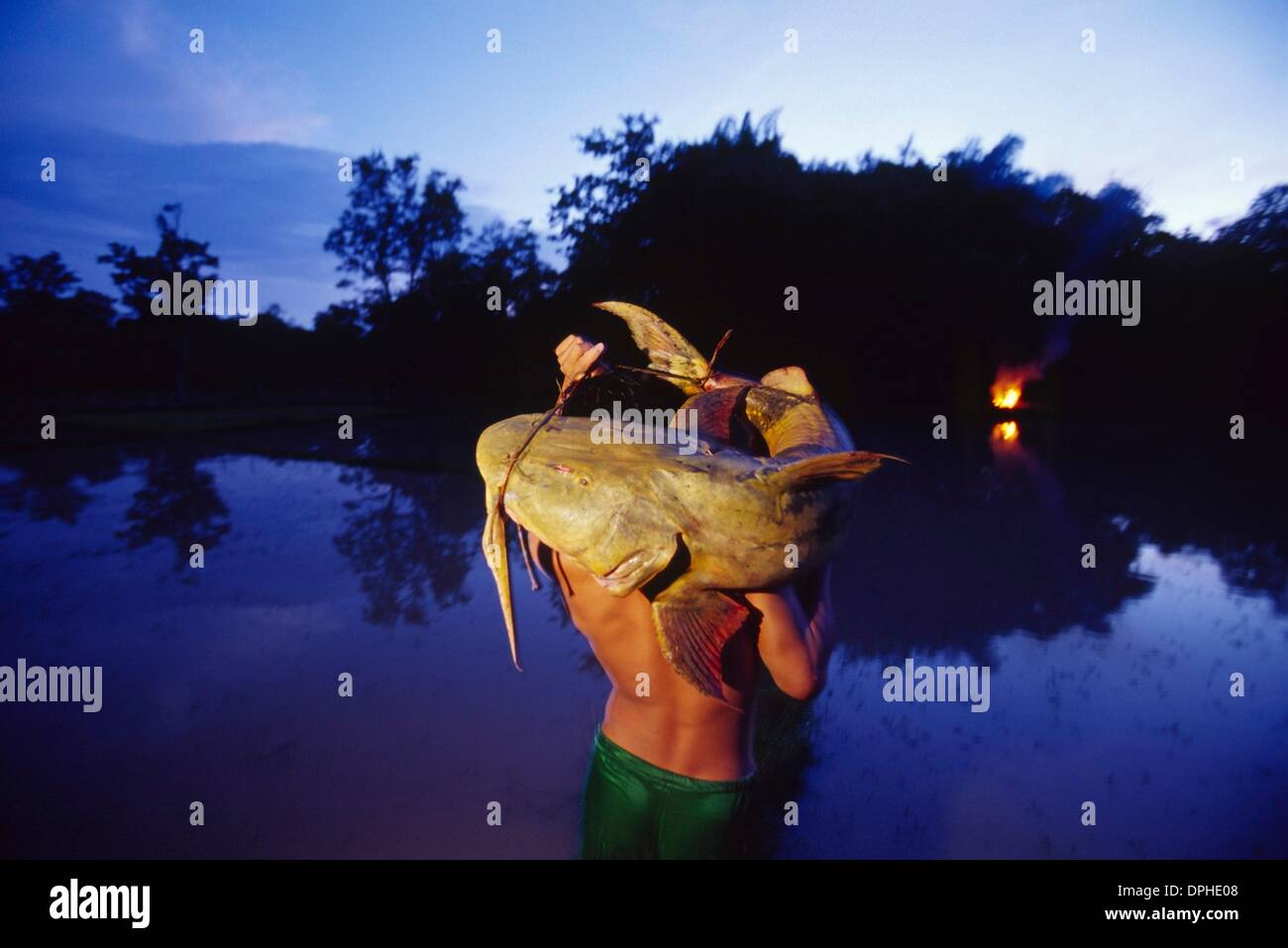 Bagarius hi-res stock photography and images - Alamy