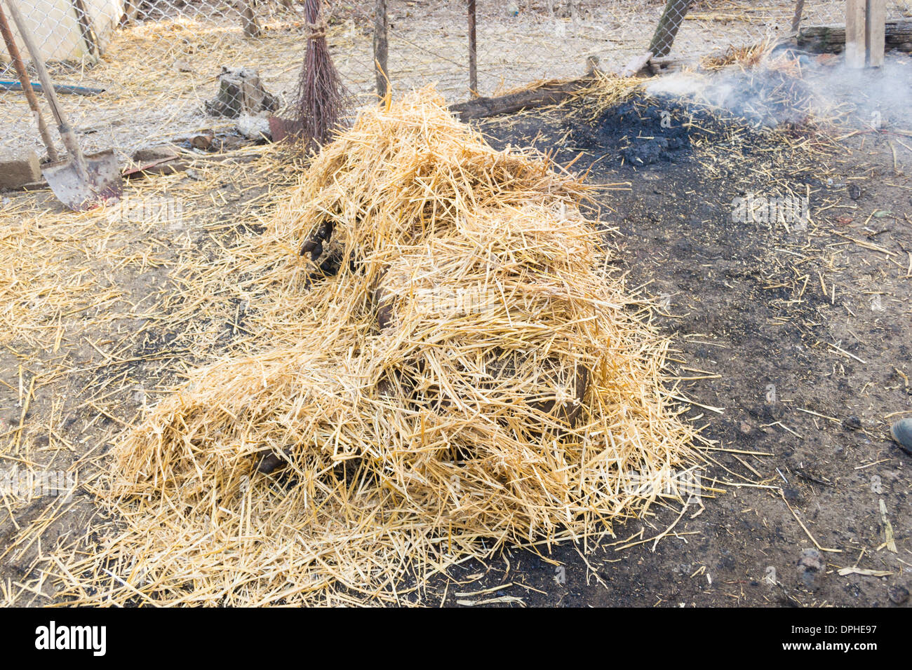 Traditional way of killing a pig in rural Romania - Burned pig covered ...