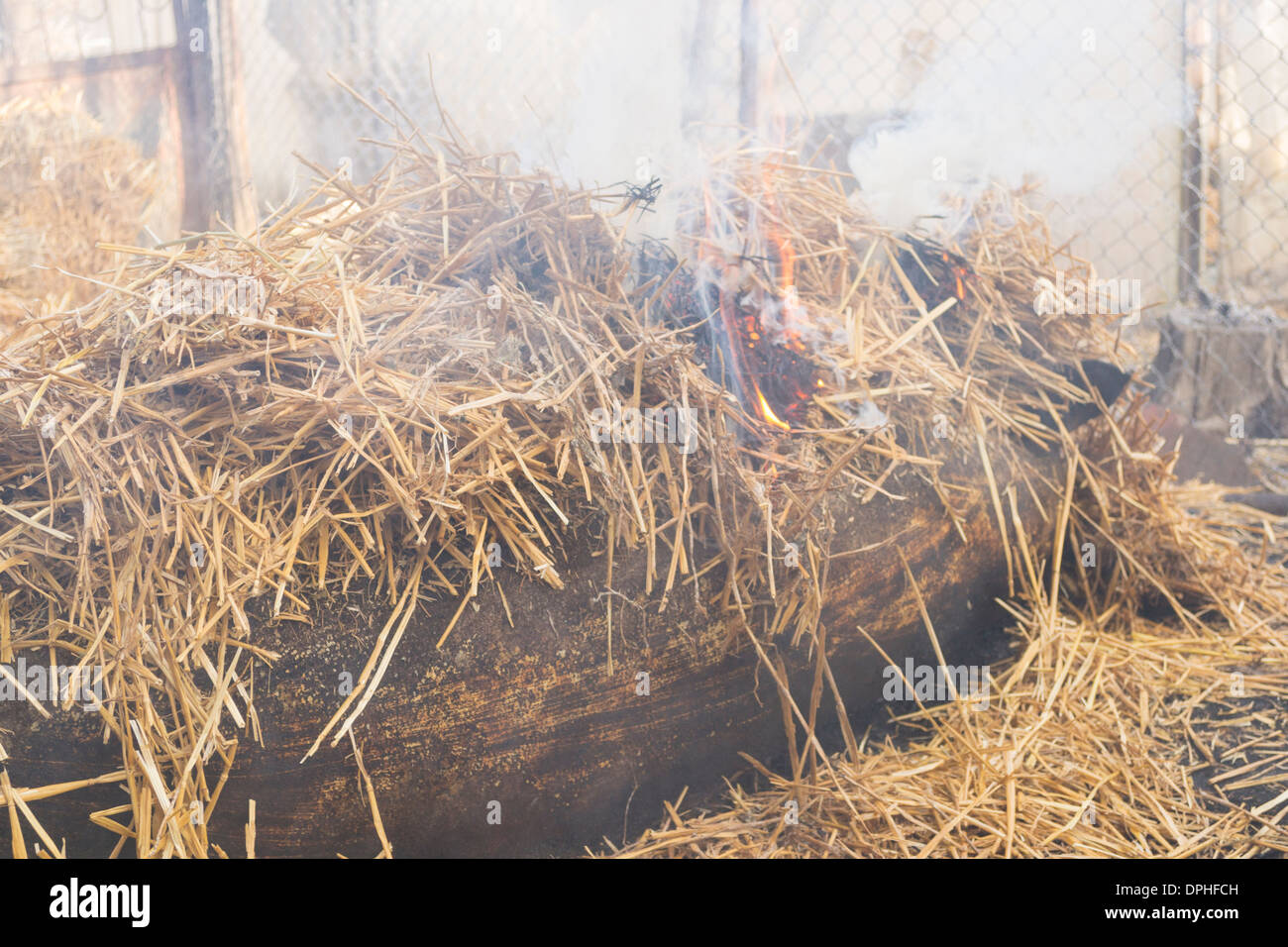 Traditional way of killing a pig in rural Romania - Burned pig covered ...