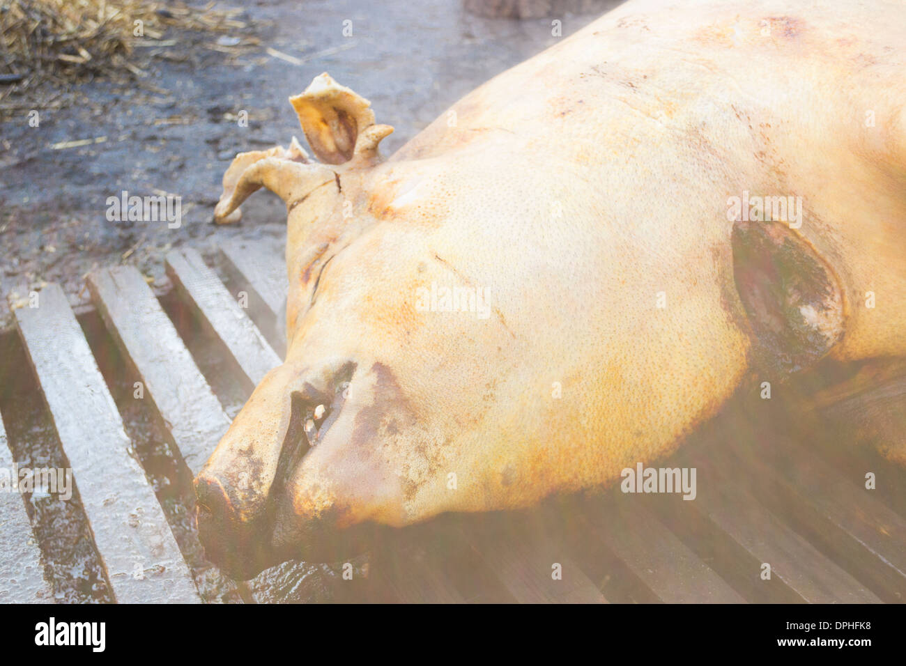 Swine coming out hi-res stock photography and images - Alamy