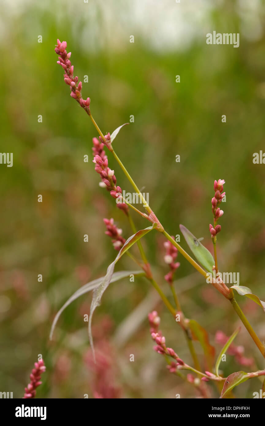 Small Water-pepper, Persicaria minor Stock Photo - Alamy