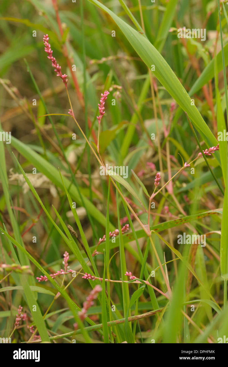 Small Water-pepper, Persicaria minor Stock Photo - Alamy