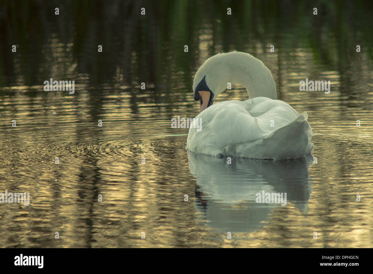 Swan alone Hinchingbrooke Park lake Stock Photo - Alamy