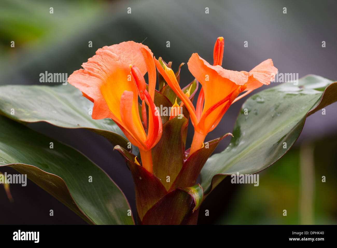 Hardy ginger, Hedychium greenii, in a private garden in Plymouth, UK ...