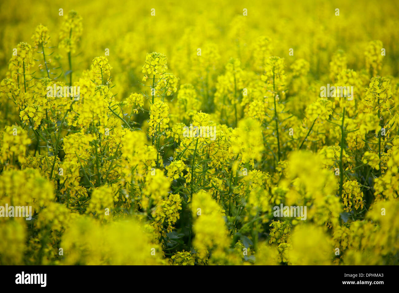 Spring landscape. A yellow field Stock Photo - Alamy