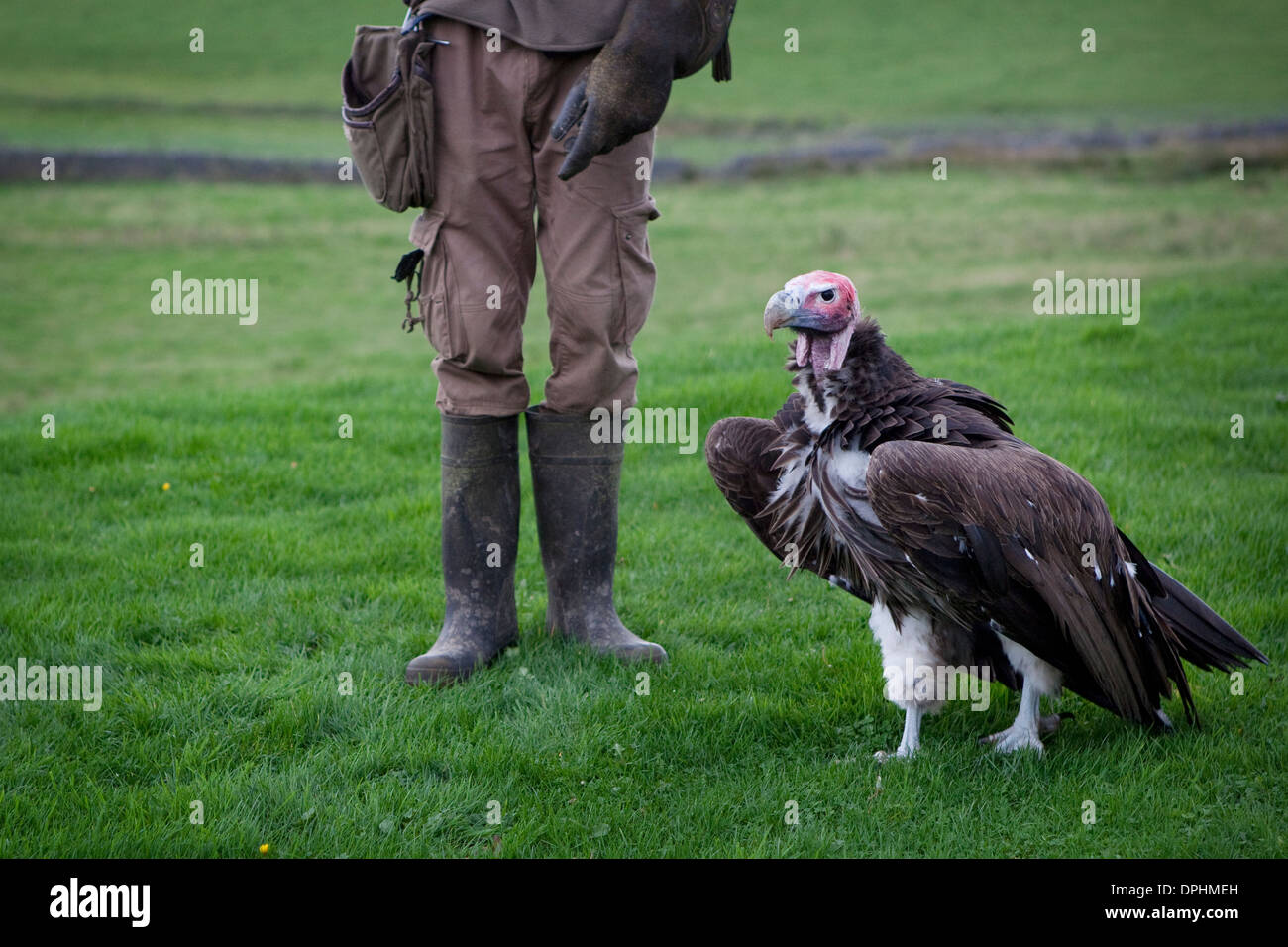 Lappet Faced Vulture Size