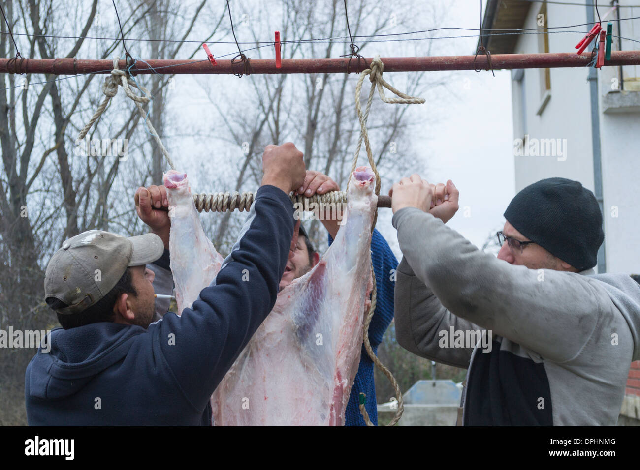 Traditional way of killing a pig in rural Macedonia - Men raising ...