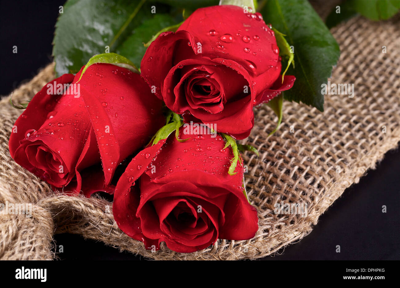 Three red roses hi-res stock photography and images - Alamy