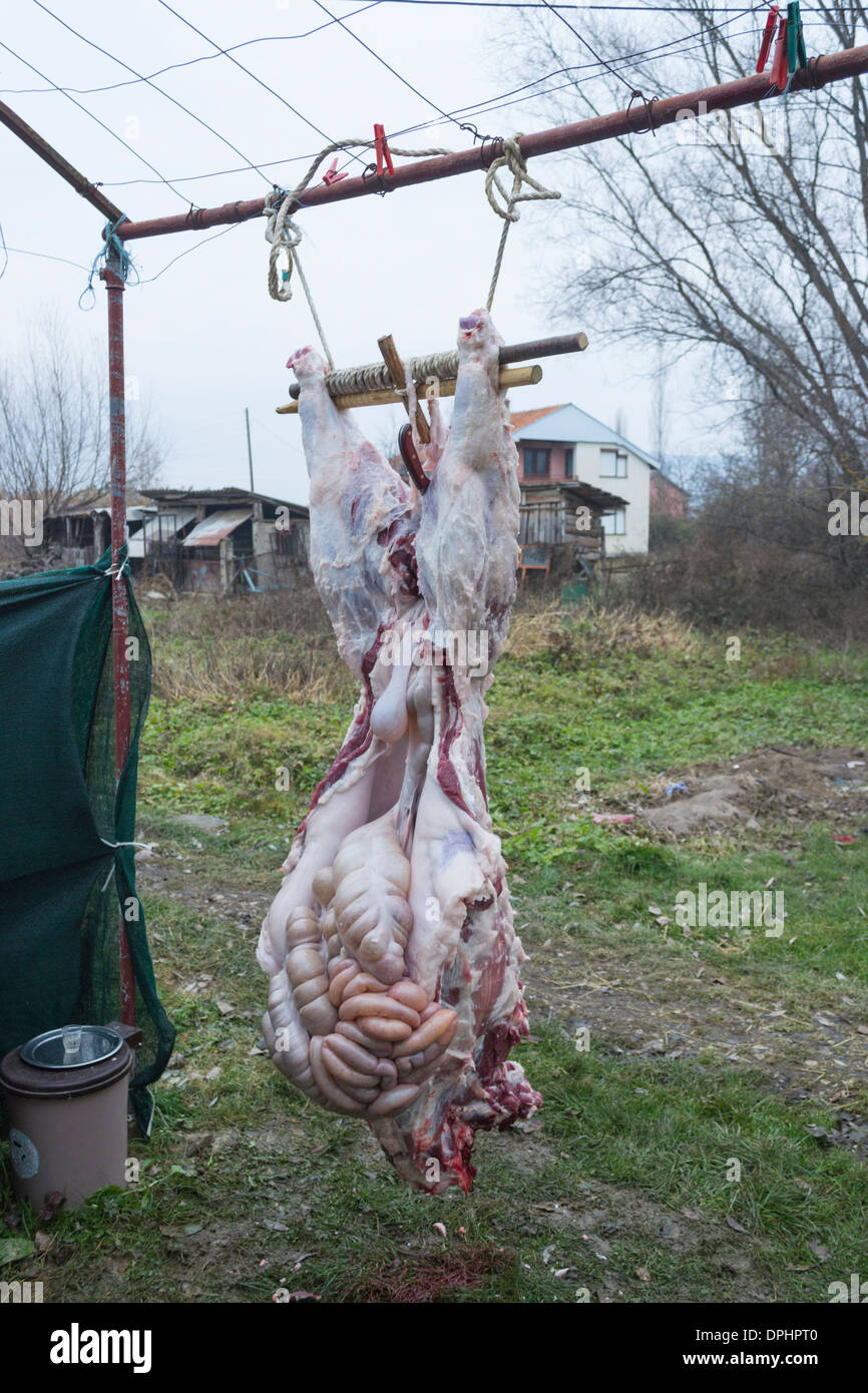 Slaughtered Pig Hanging