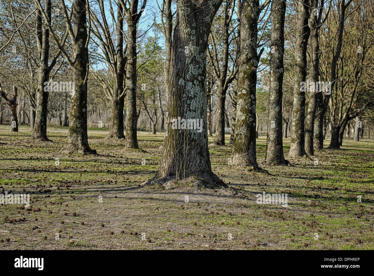 Simetrical distance between forest trees Stock Photo - Alamy