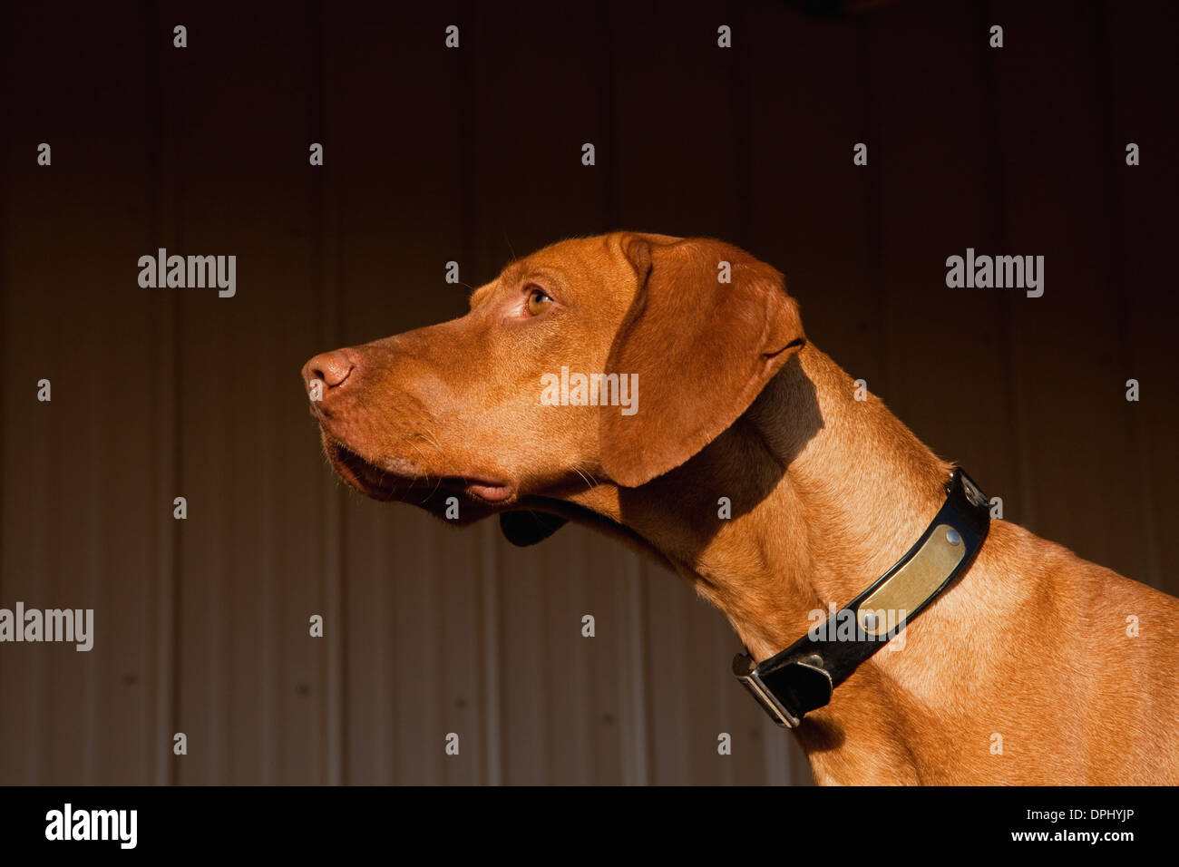 Vizsla dog hi-res stock photography and images - Alamy