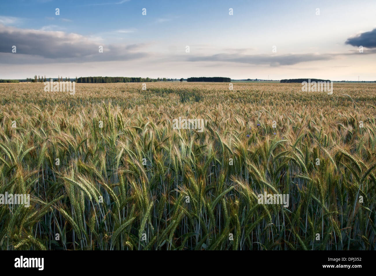 late spring field sunset Stock Photo - Alamy
