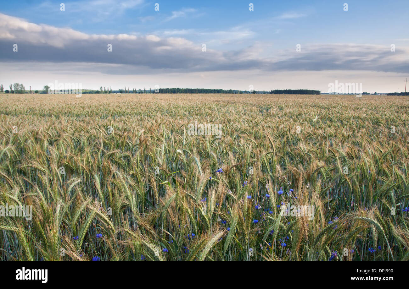 late spring field sunset Stock Photo - Alamy