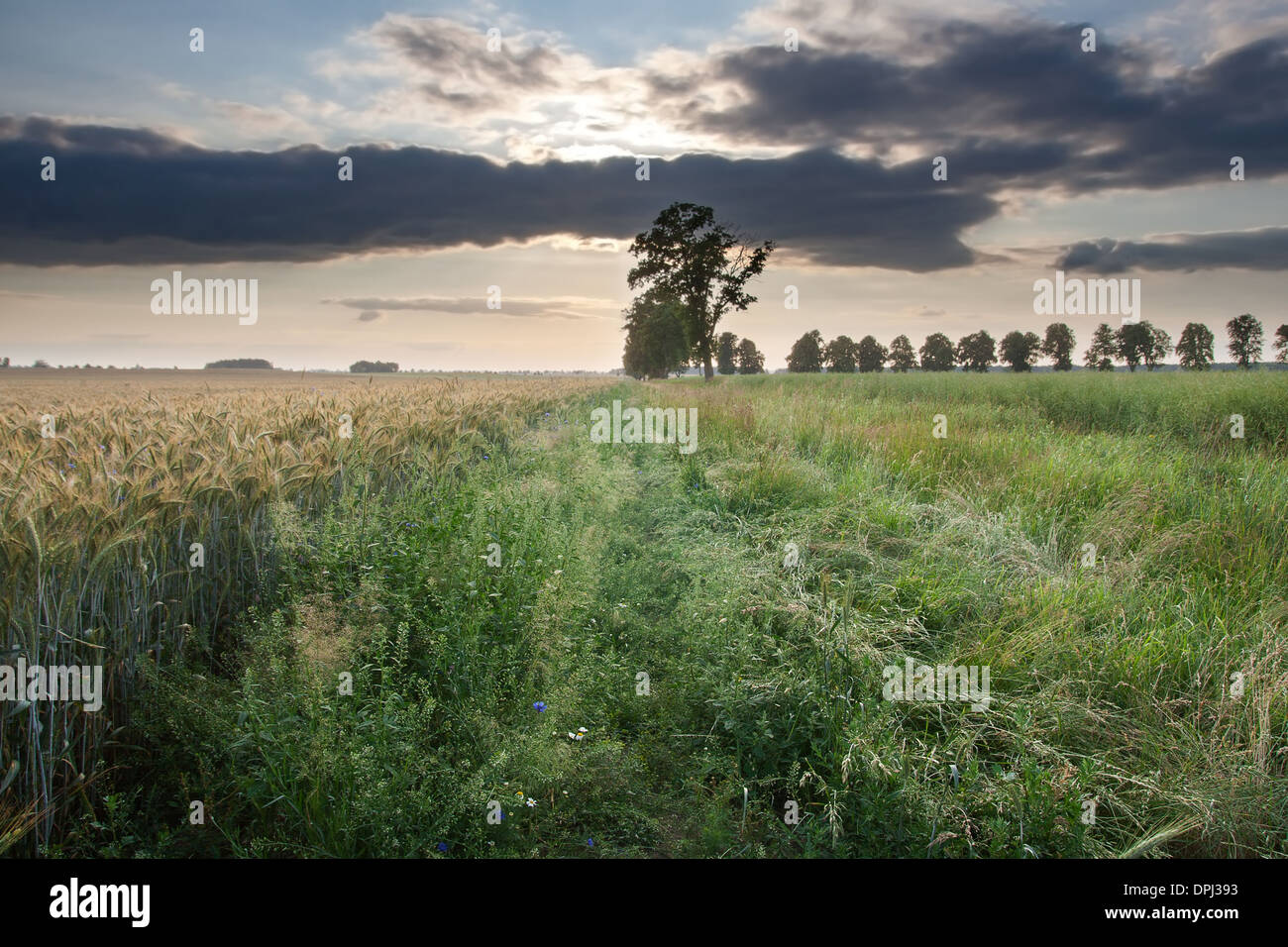 late spring field sunset Stock Photo - Alamy