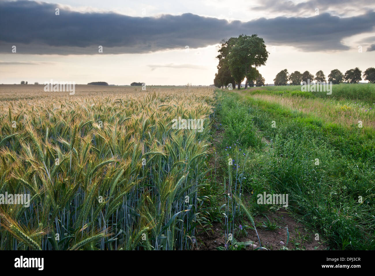 late spring field sunset Stock Photo - Alamy
