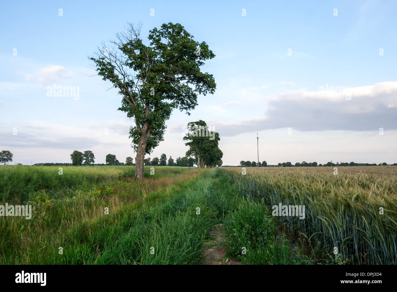 late spring field sunset Stock Photo - Alamy