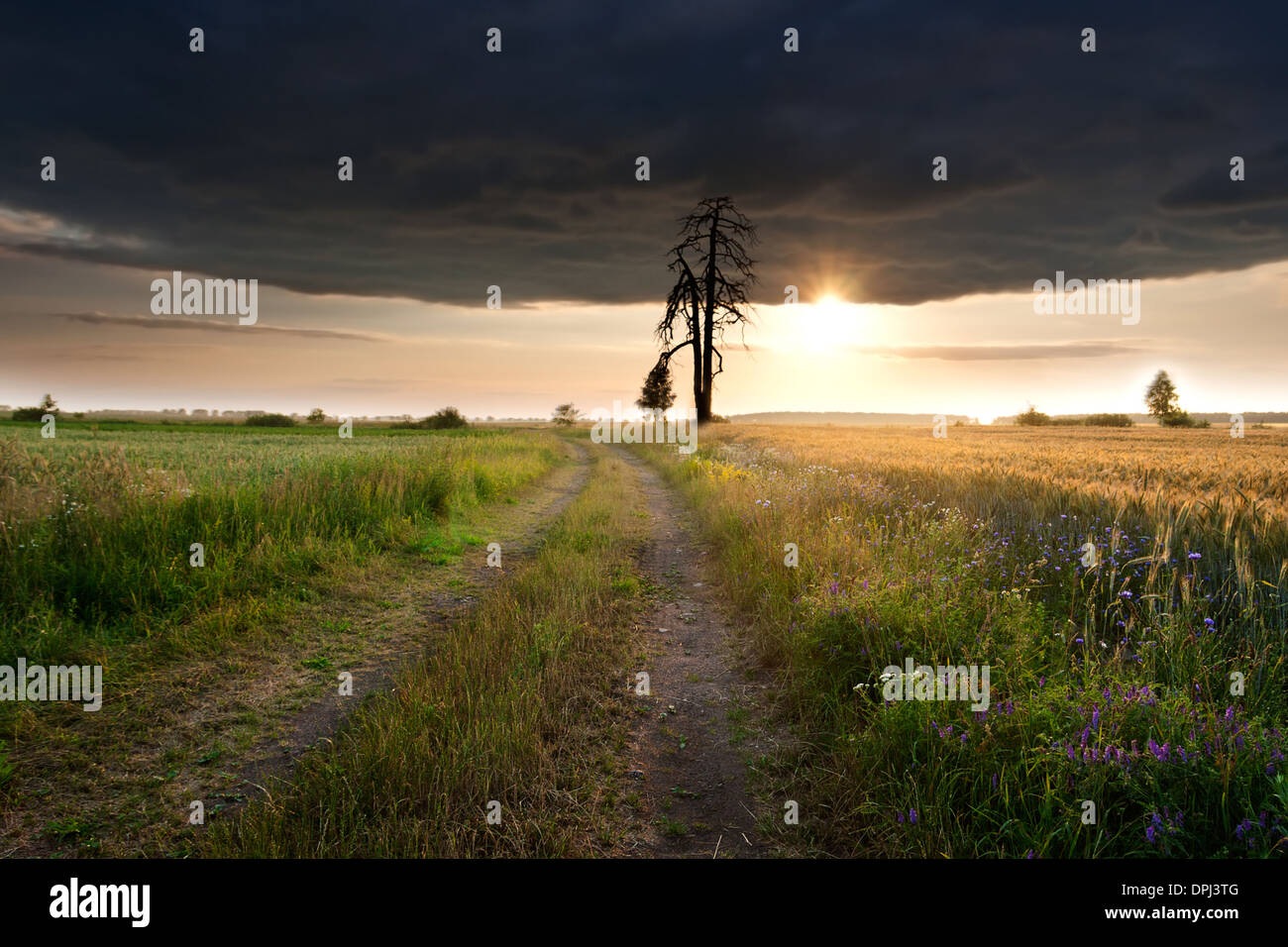 sunset landscape with old tree, road and fields Stock Photo - Alamy
